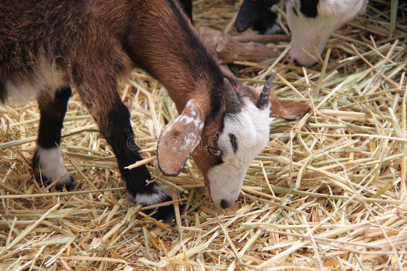 Goat Eating stock photo. Image of animals, head, eyes - 105940576
