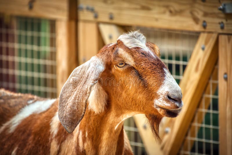 A Brown and White Goat on a Farm. Stock Image - Image of farm, animal ...