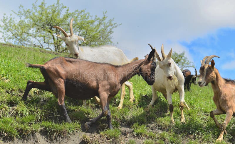 Goats are Bumping Against Each Other. Competition Stock Photo - Image ...