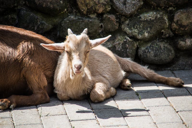 Goats foraging stock image. Image of ungulates, herbivores - 186512585