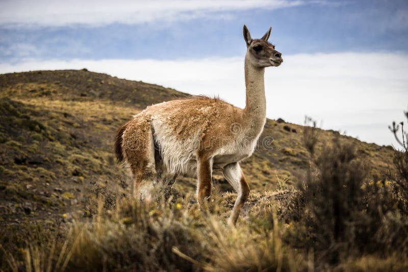 Brown White Guanaco on a Hillside Meadow Stock Photo - Image of forest ...