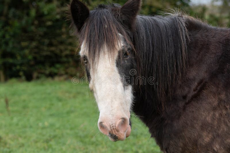 Brown and White Gypsy Vanner Horse Head Portrait Stock Image - Image of ...