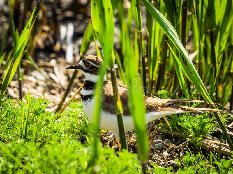 Killdeer Peeking through Grass Blades Stock Image - Image of grass ...