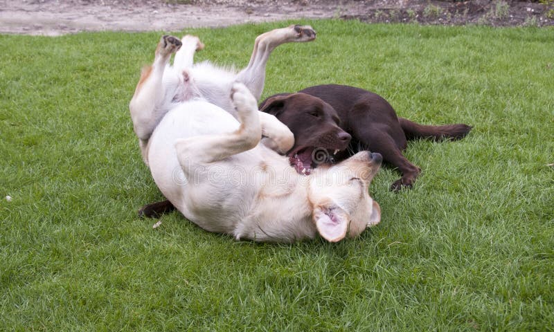 Brown and White Labrador Play Stock Image - Image of labrador, playing ...