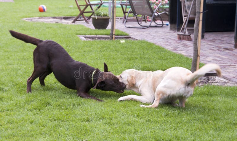 Brown and White Labrador Play Stock Image - Image of labrador, playing ...