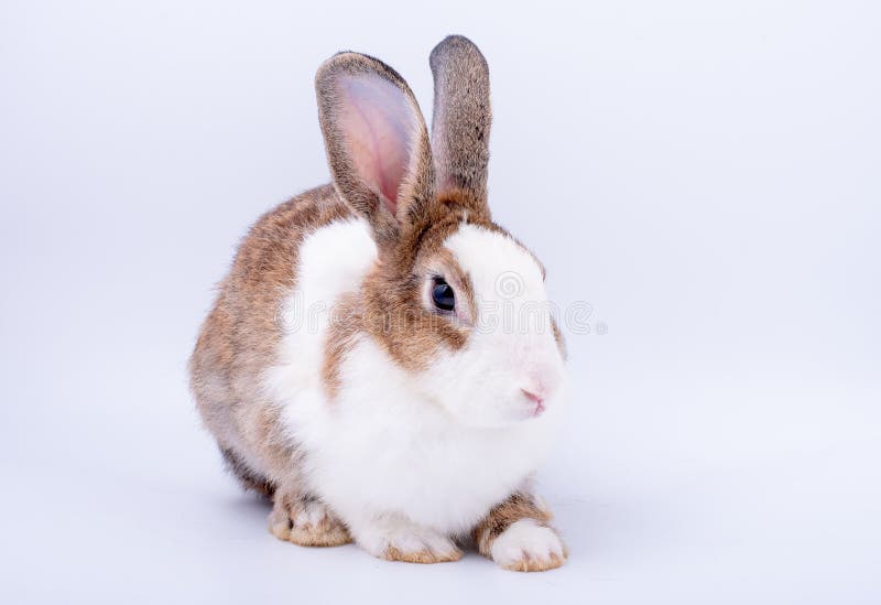 Brown and White Long Ears Bunny Rabbit Sit with Calm Emotion on White ...