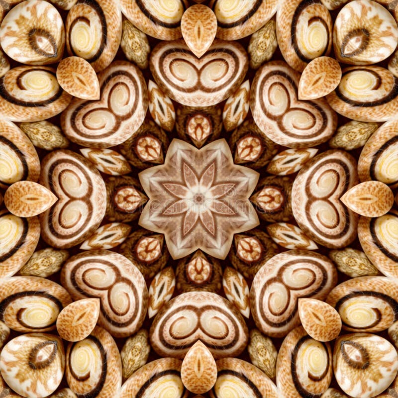 Nautilus Shell Mandala Stock Illustrations – 50 Nautilus Shell Mandala ...