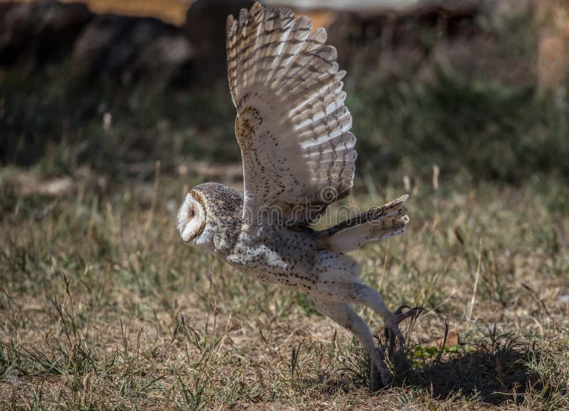 A Masked Owl Taking Off To Fly Stock Image - Image of feathers ...