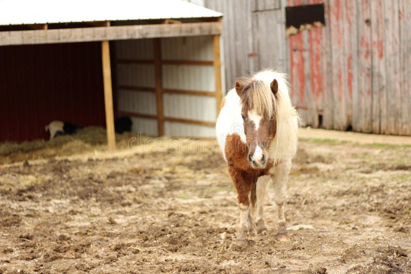 Brown and White Miniature Pony Stock Photo - Image of farmland, mare ...