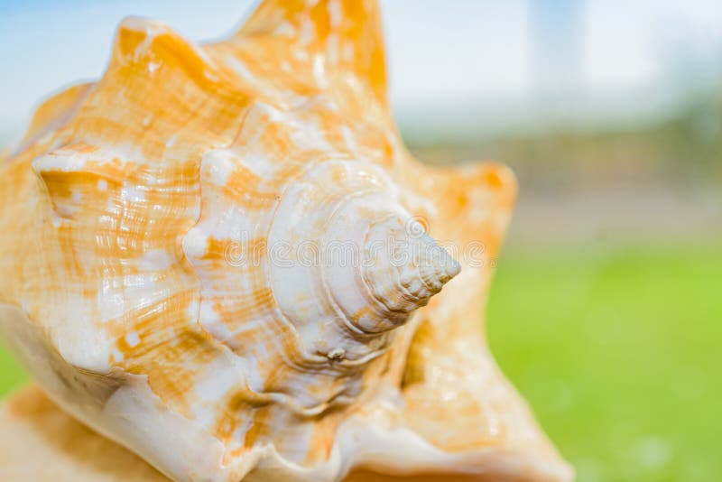 Large Close Up of a Seashell Stock Photo - Image of abstract, geometric ...