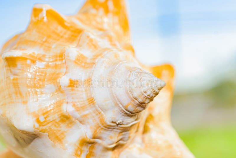 Sharp Close Up Point of a Seashell Stock Photo - Image of large, nature ...