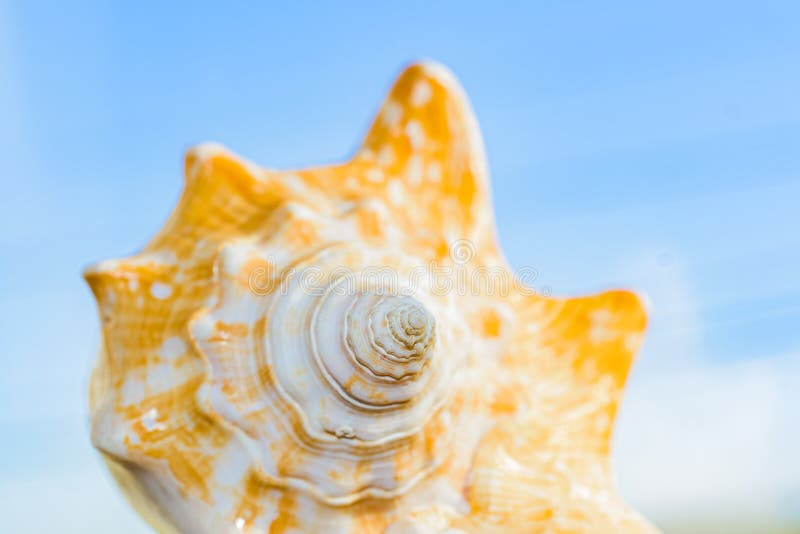 Sharp Close Up Point of a Seashell with Blue Background Stock Image ...