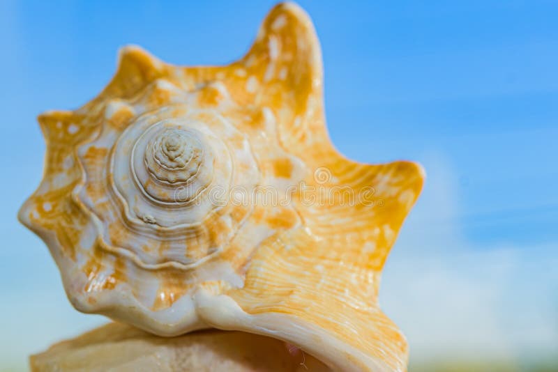 Sharp Close Up of a Seashell and Blue Background Stock Photo - Image of ...