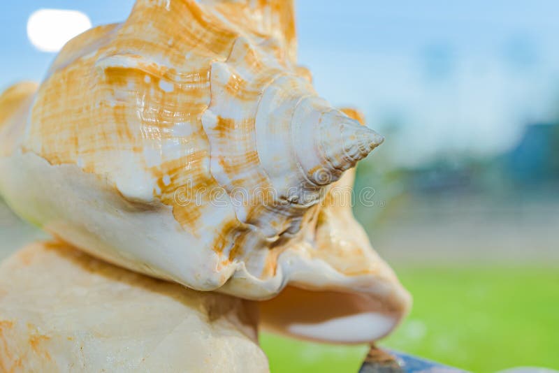Side View Large Close Up of a Seashell Stock Photo - Image of nature ...