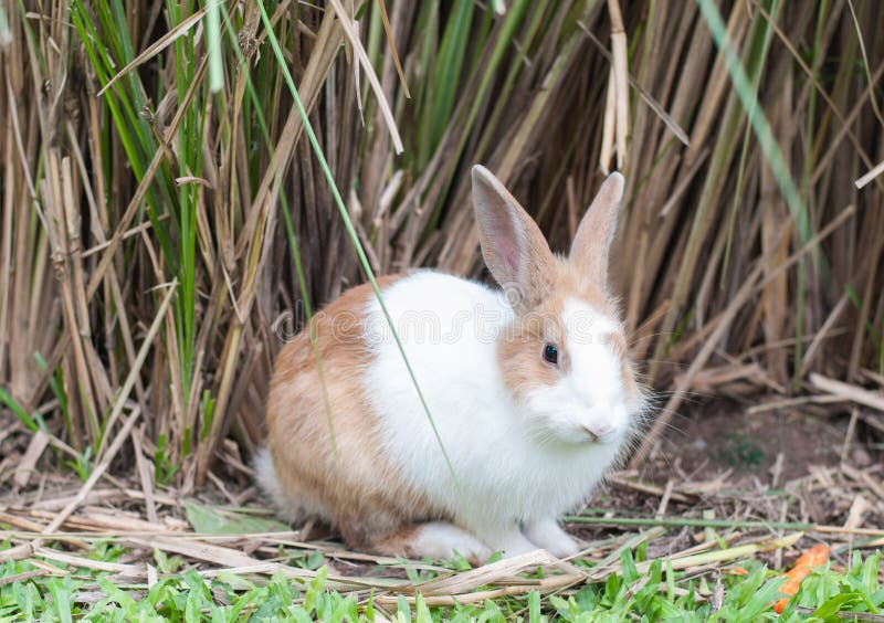 Brown and White Rabbit stock image. Image of prey, cottontail - 27550119