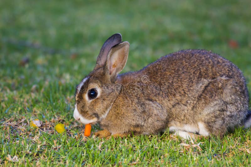 Brown and White Rabbit Portrait Stock Image - Image of green, garden ...