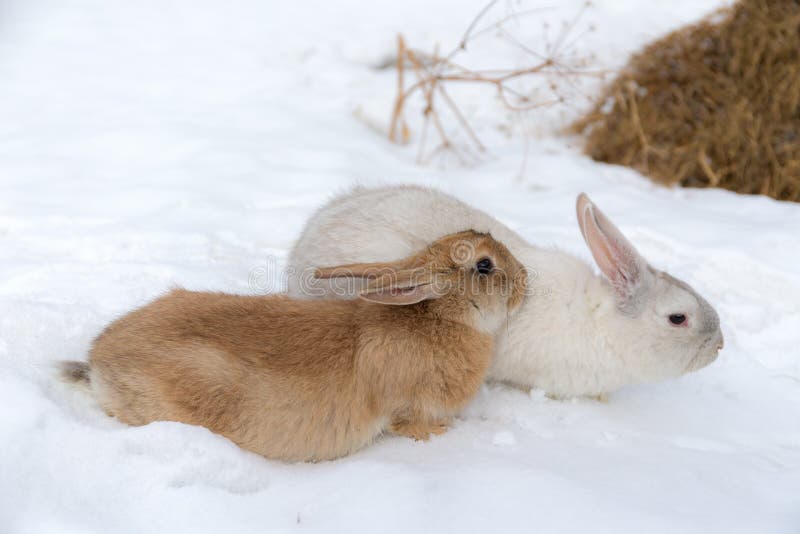 Portrait of a rabbit stock photo. Image of snow, rabbit - 112985584