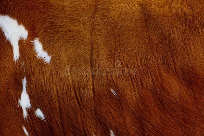 Bright and Detailed Cow Hide Texture Stock Image - Image of floor ...