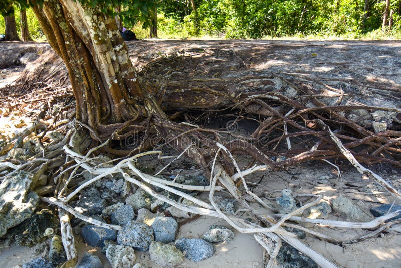 Brown and White Roots from Tree at the Beach Stock Photo - Image of ...