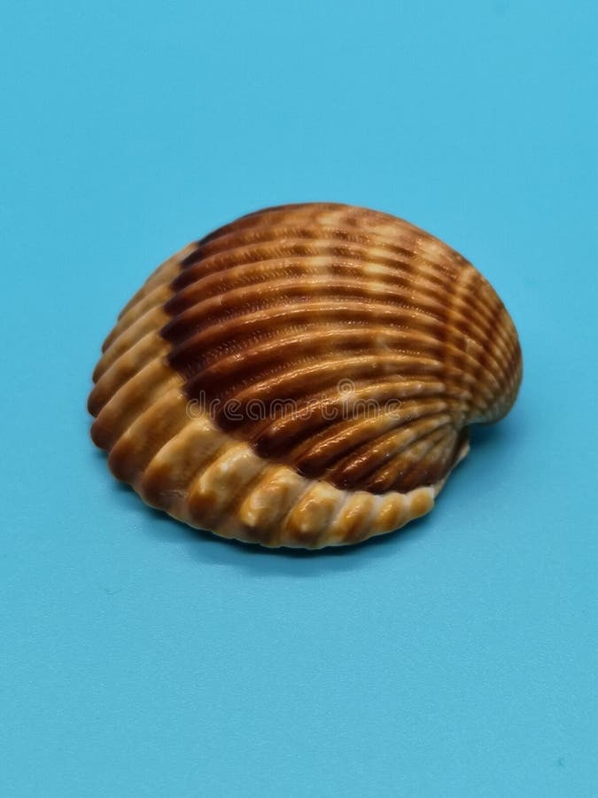 Brown and white seashells stock image. Image of star - 139768023