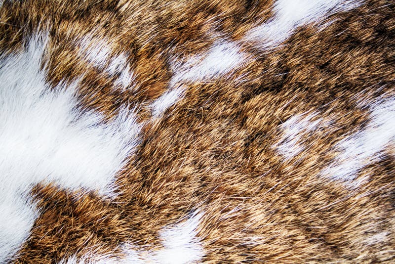 Rabbit skin texture stock photo. Image of season, fruit - 12921216