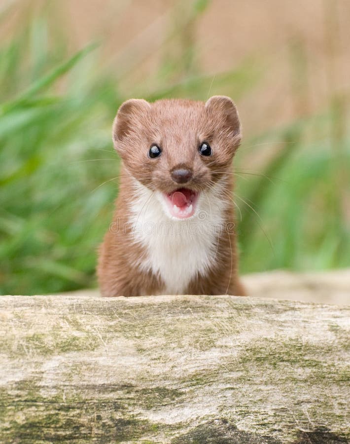 Brown and White Weasel stock image. Image of white, british - 16218485
