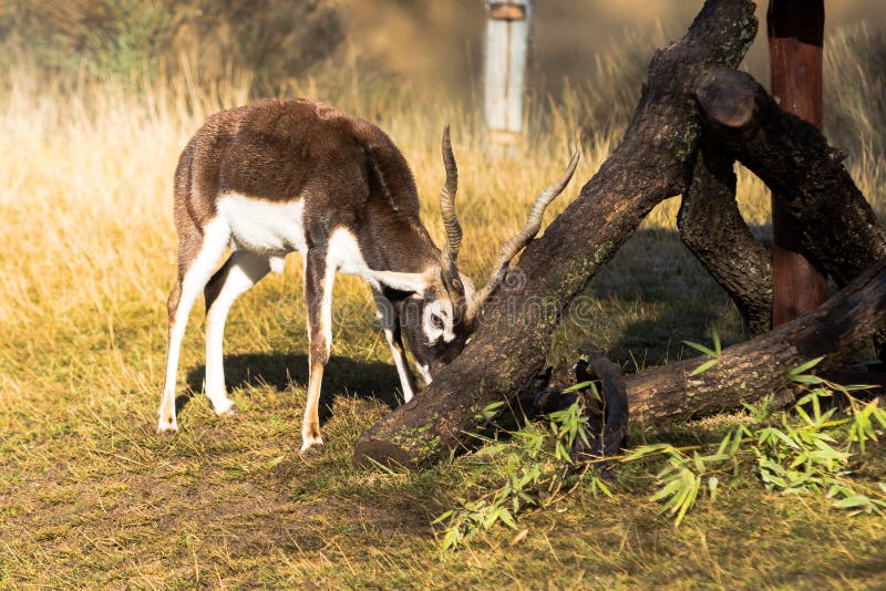 Brown-horned Antelope Stands in a Grassy Field, Its Large Curved Horns ...