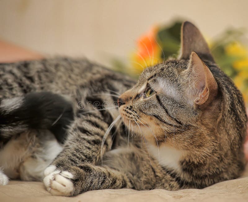 Brown with a White Spot on the Chest Cat Stock Photo - Image of ...