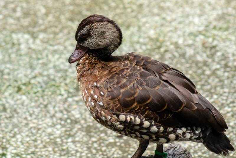 Spotted duck stock photo. Image of nature, beach, rubber - 12662278