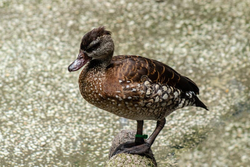 Spotted duck stock photo. Image of nature, beach, rubber - 12662278