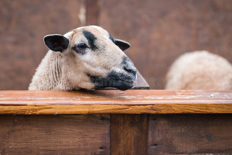 Brown and White Spotted Sheep on Field in Summer Stock Image - Image of ...