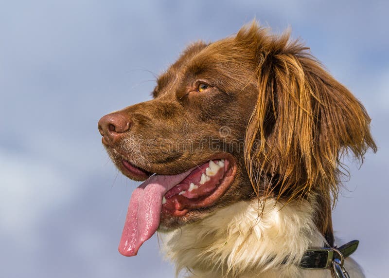 Brown and White Springer Spaniel Dog Stock Photo - Image of head, face ...