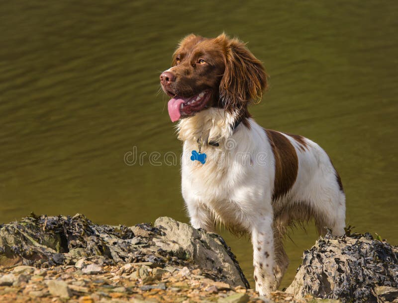 English Springer Spaniel Brown And White