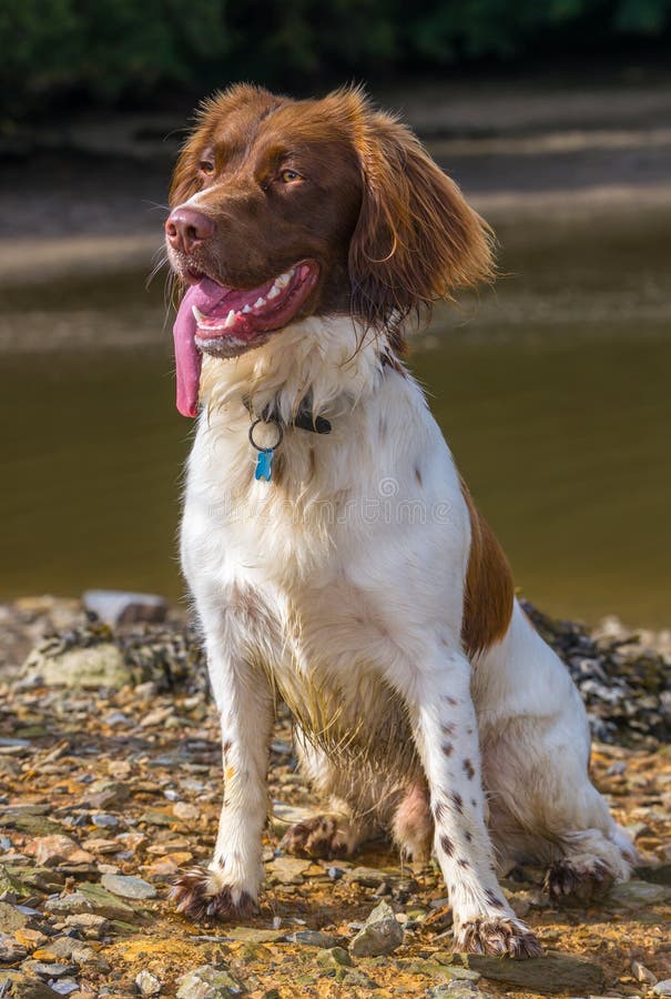 Brown and White Springer Spaniel Dog Stock Photo - Image of hair ...