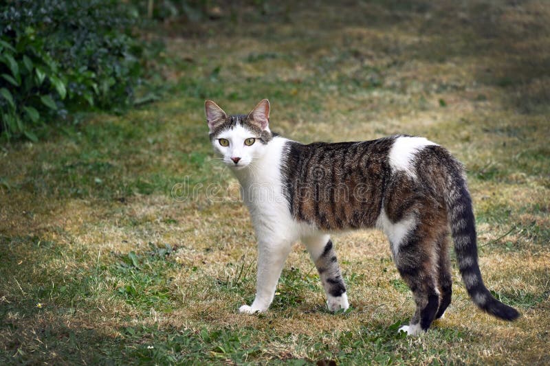Brown and white tabby cat stock photo. Image of furry - 282673908
