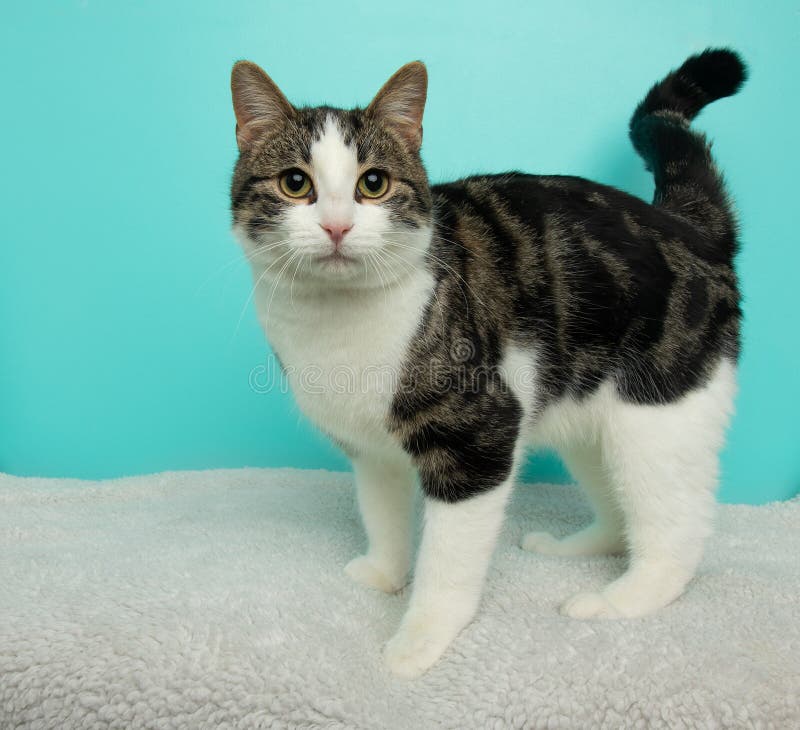 Brown and White Tabby Cat Standing Up Stock Image - Image of domestic ...