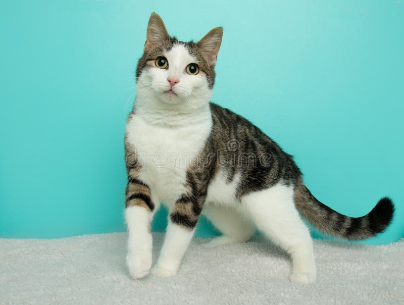 Brown and White Tabby Cat with Yellow Eyes Looking Up Stock Image ...