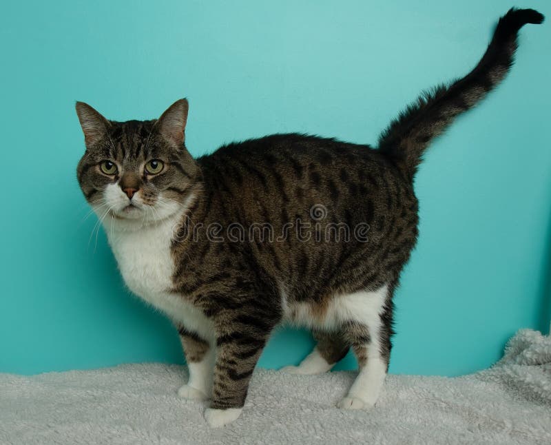 Tabby Kitty Cat on Green Grass Easter Eggs Spring Portrait Stock Image ...