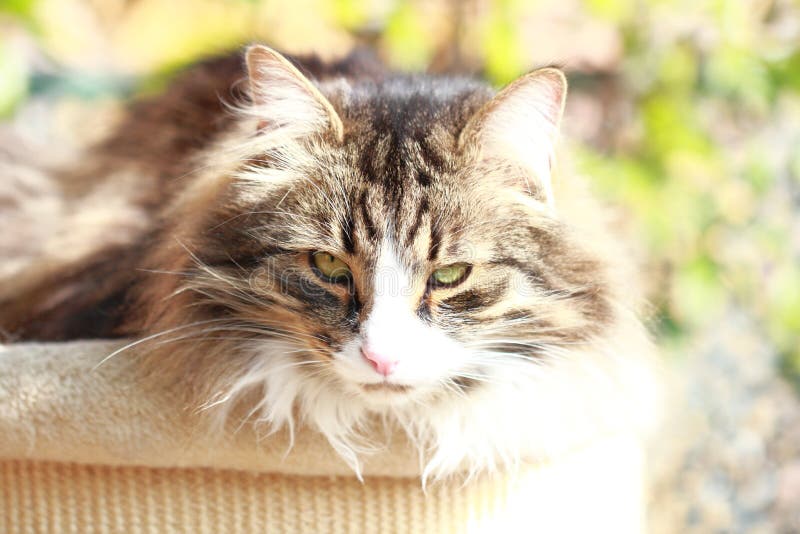 Brown White Underground Cat of Siberian Breed Stock Photo - Image of ...