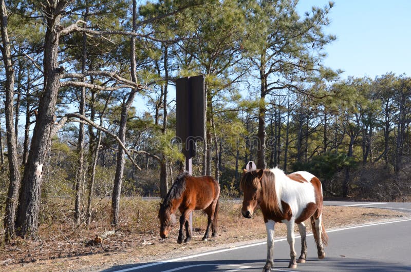 Brown and White Wild Horses Walking on the Road Stock Image - Image of ... Brown and White Wild Horses Walking on the Road Stock Image - Image of ...