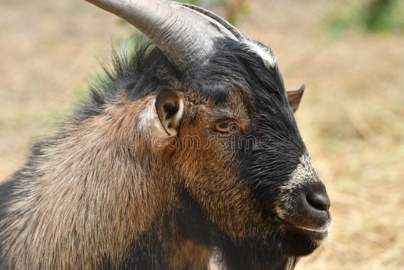 Big old ram stock photo. Image of white, wilde, brown - 117343866