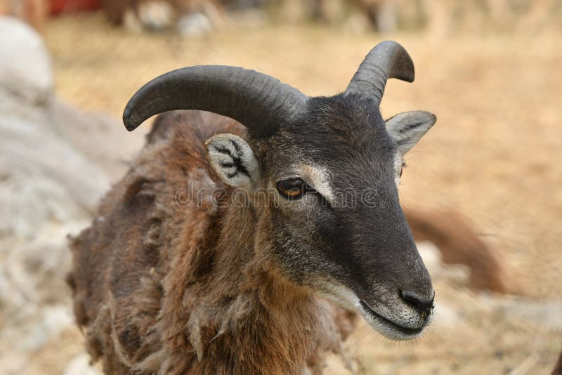 Big old ram portraite stock image. Image of animal, wilde - 117344617
