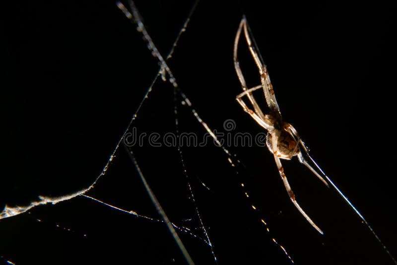 Brown Widow Spider Latrodectus Geometricus Stock Photo - Image of ...