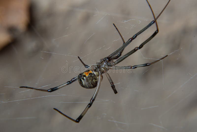 Brown Widow Spider Latrodectus Geometricus Stock Photo - Image of ...