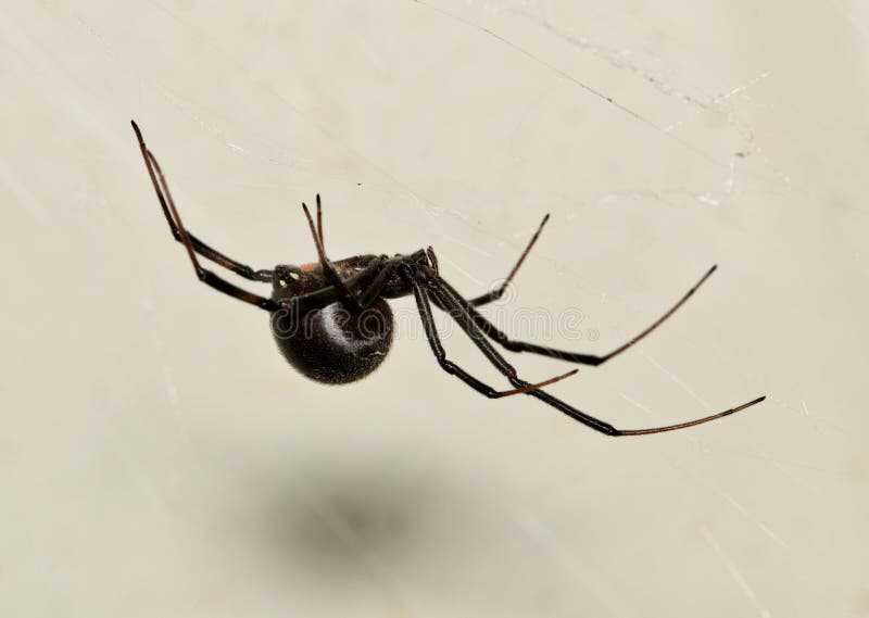 Brown Widow Spider Latrodectus Geometricus in Web Side View. Stock ...
