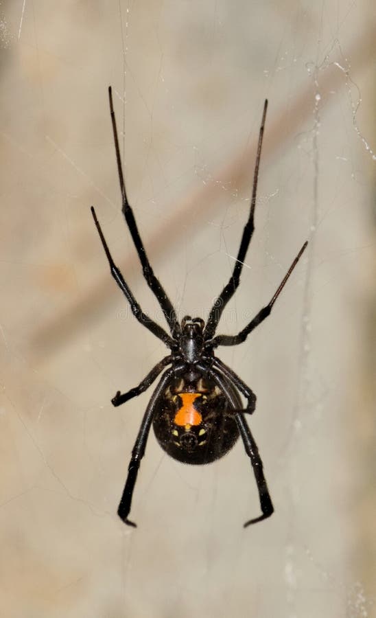 Brown Widow Spider Latrodectus Geometricus Web Ventral View Stock ...