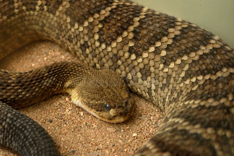 Basilisk rattlesnake stock photo. Image of basilisk - 120573944