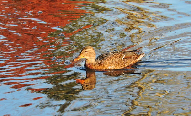 Brown wild duck stock image. Image of lake, head, wildlife - 101594079