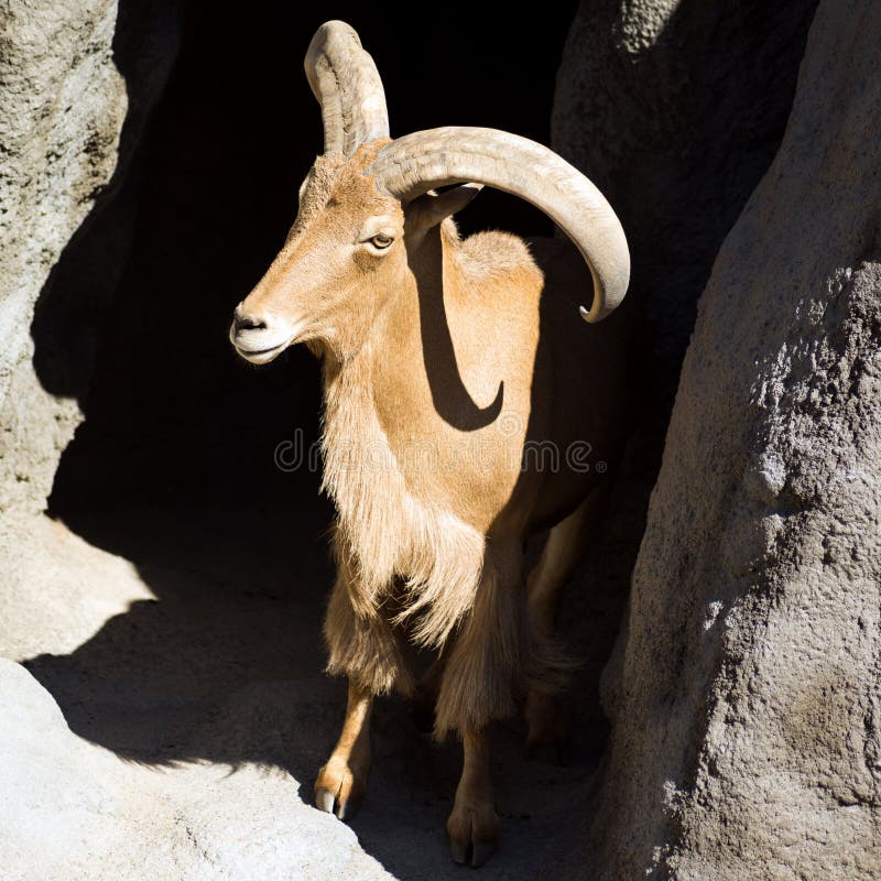 Brown wild goat stock photo. Image of climber, ungulate - 134315004
