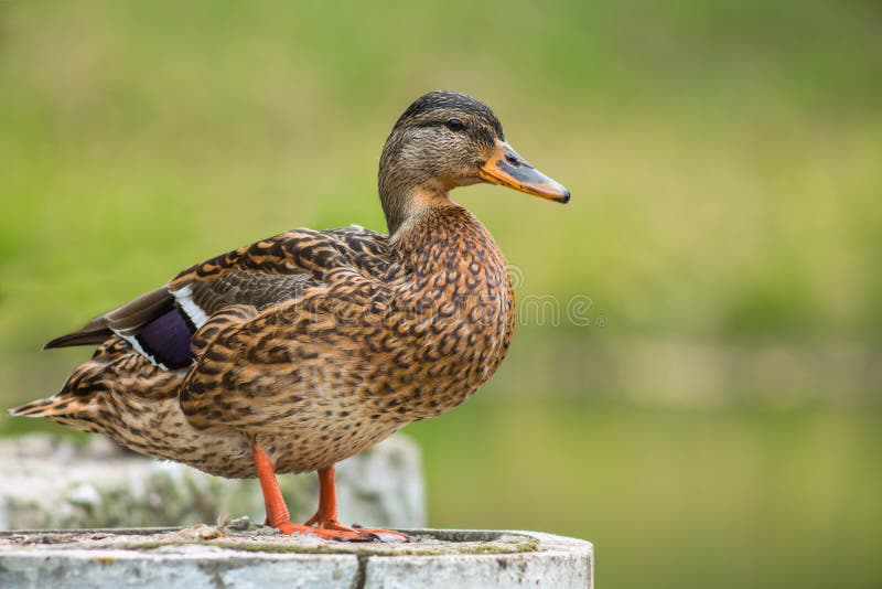 Brown Wild Mallard Drive Profile Stock Photo - Image of outdoor, grey ...
